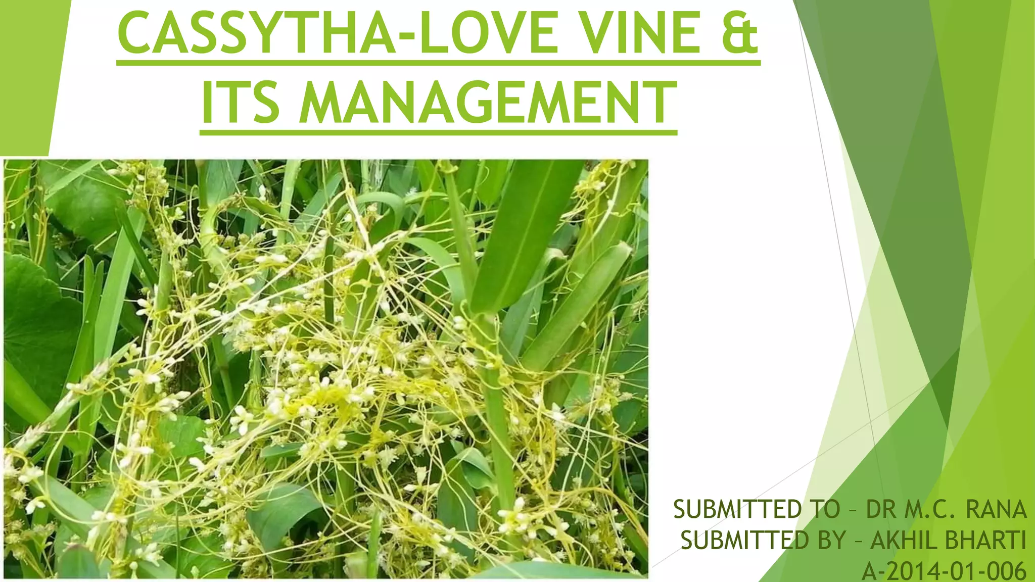 Cassytha love vine & its management | PPTX | Gardening | Home & Garden