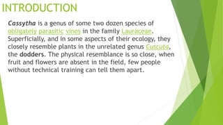 Cassytha love vine & its management | PPTX | Gardening | Home & Garden