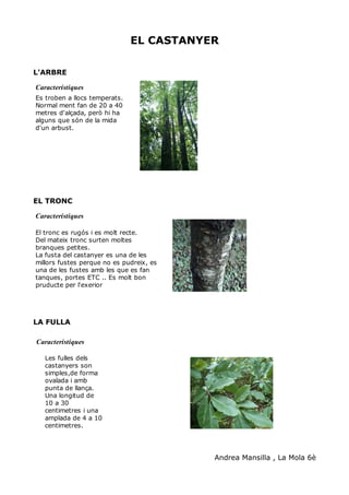 Castanyer Andrea | PDF