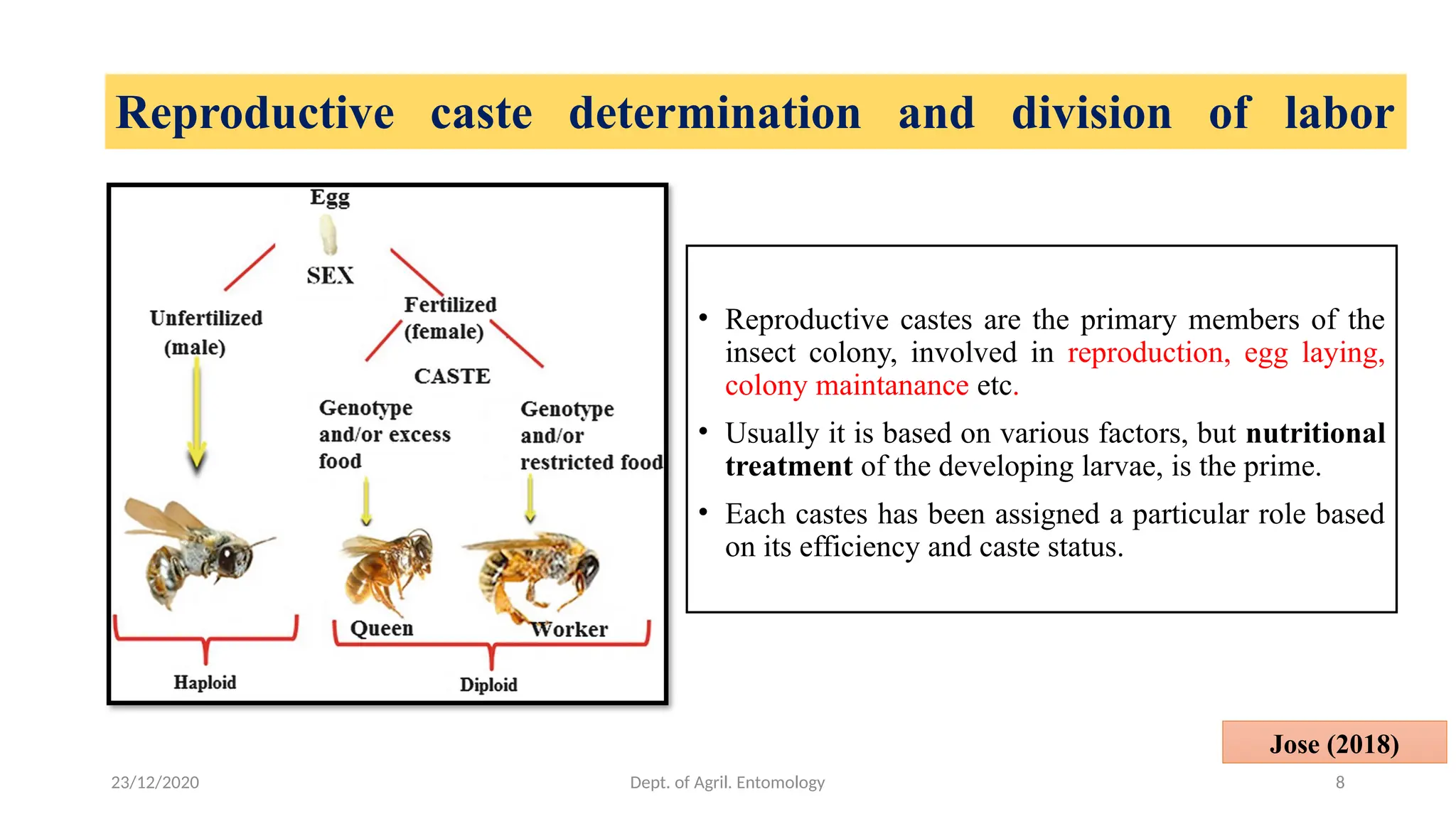 Caste determination in the eusocial wasps | PPTX