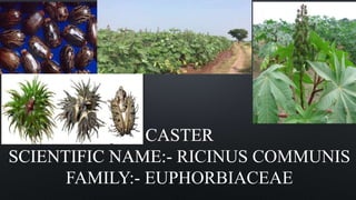 Caster Crop cultivation practices | PPTX