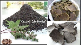 Caster Crop cultivation practices | PPTX