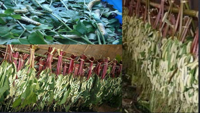 Caster Crop cultivation practices | PPTX | Agriculture | Industries
