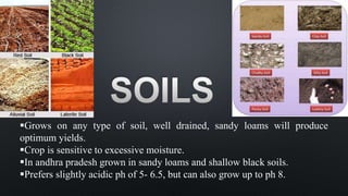 Caster Crop cultivation practices | PPTX