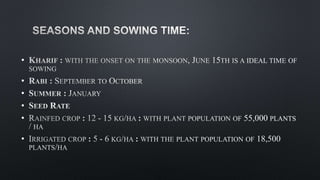 Caster Crop cultivation practices | PPTX