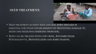 Caster Crop cultivation practices | PPTX