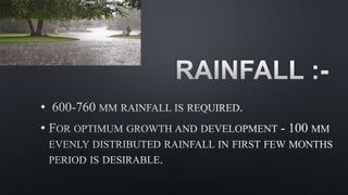 Caster Crop cultivation practices | PPTX