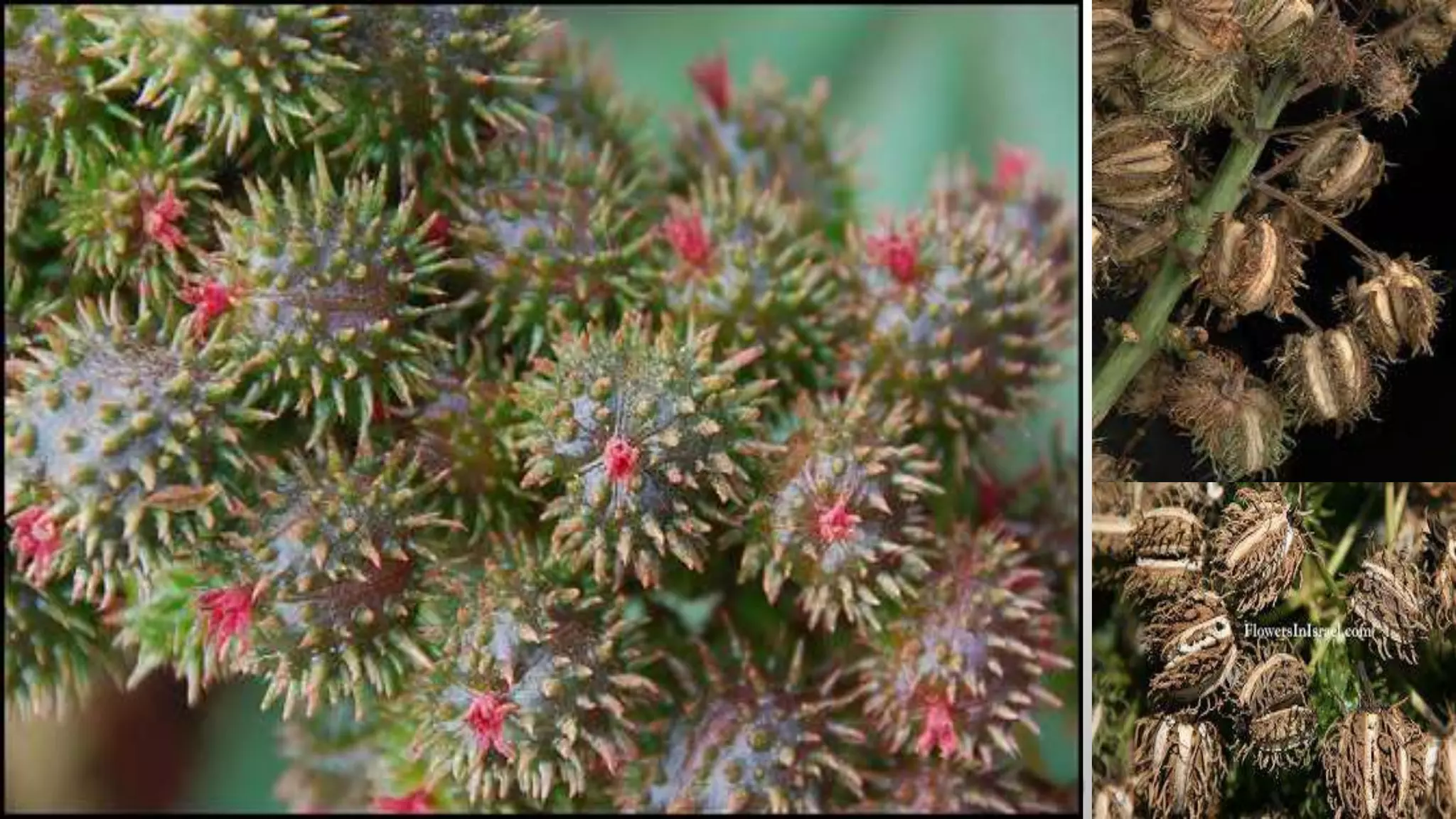 Caster thresher / Sheller | PPTX