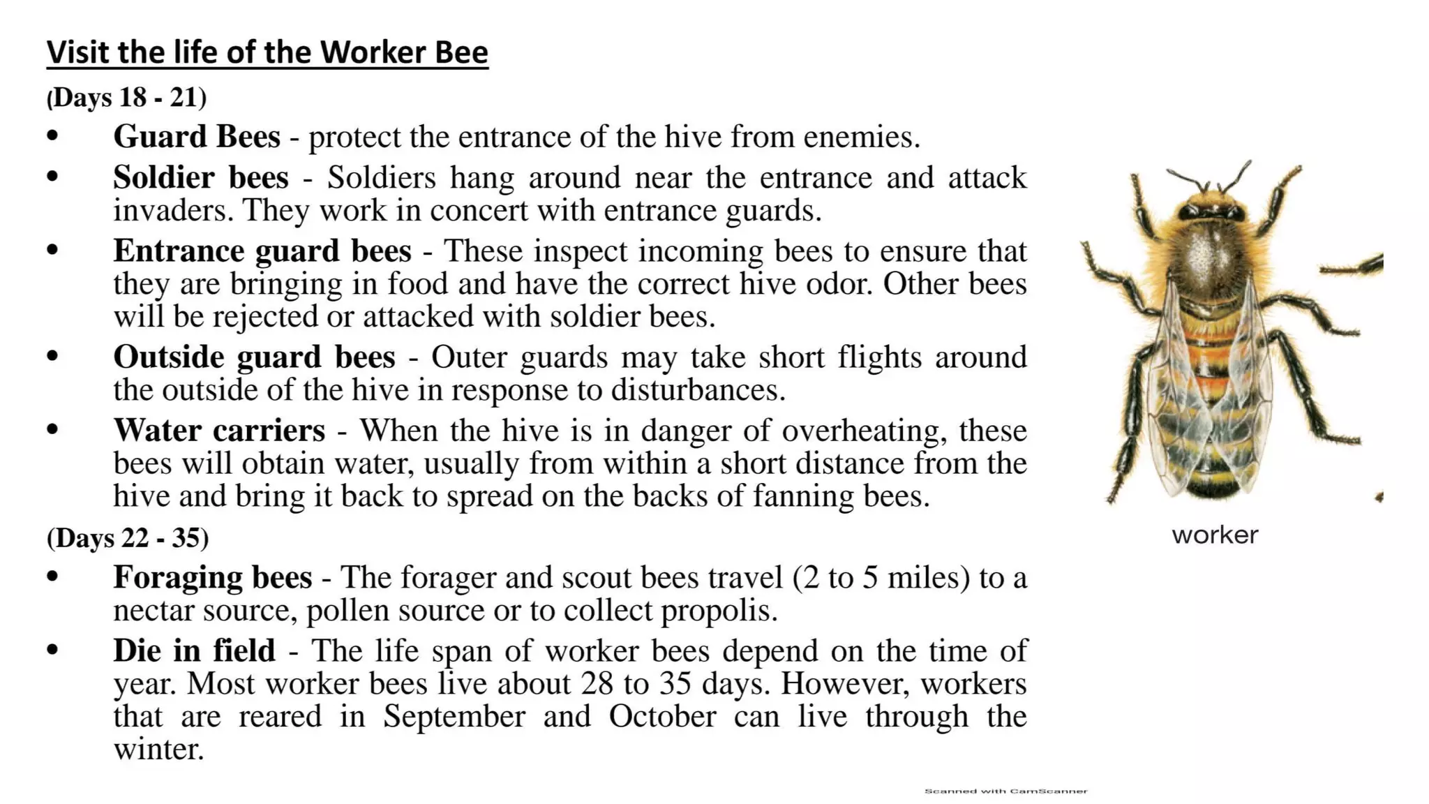Castes of honey bee | PDF