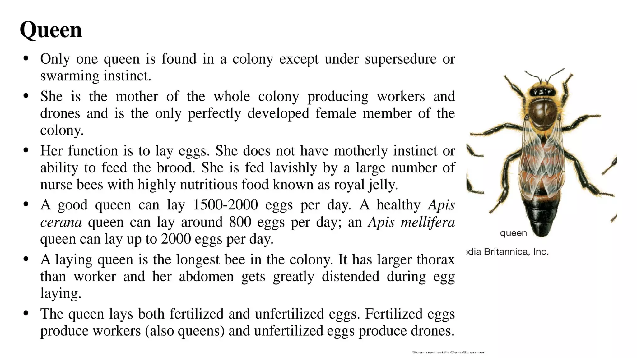 Castes of honey bee | PDF