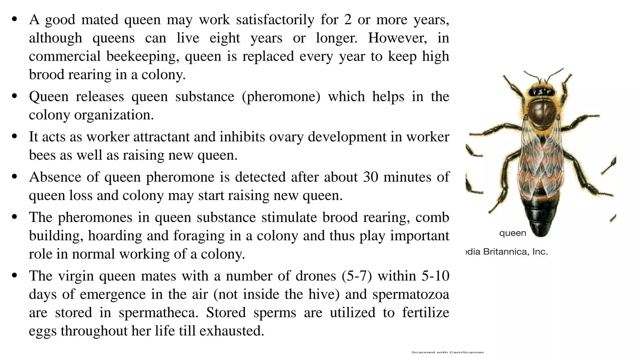 Castes of honey bee | PDF