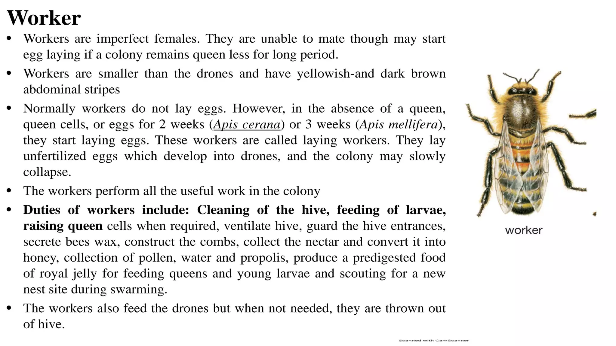 Castes of honey bee | PDF