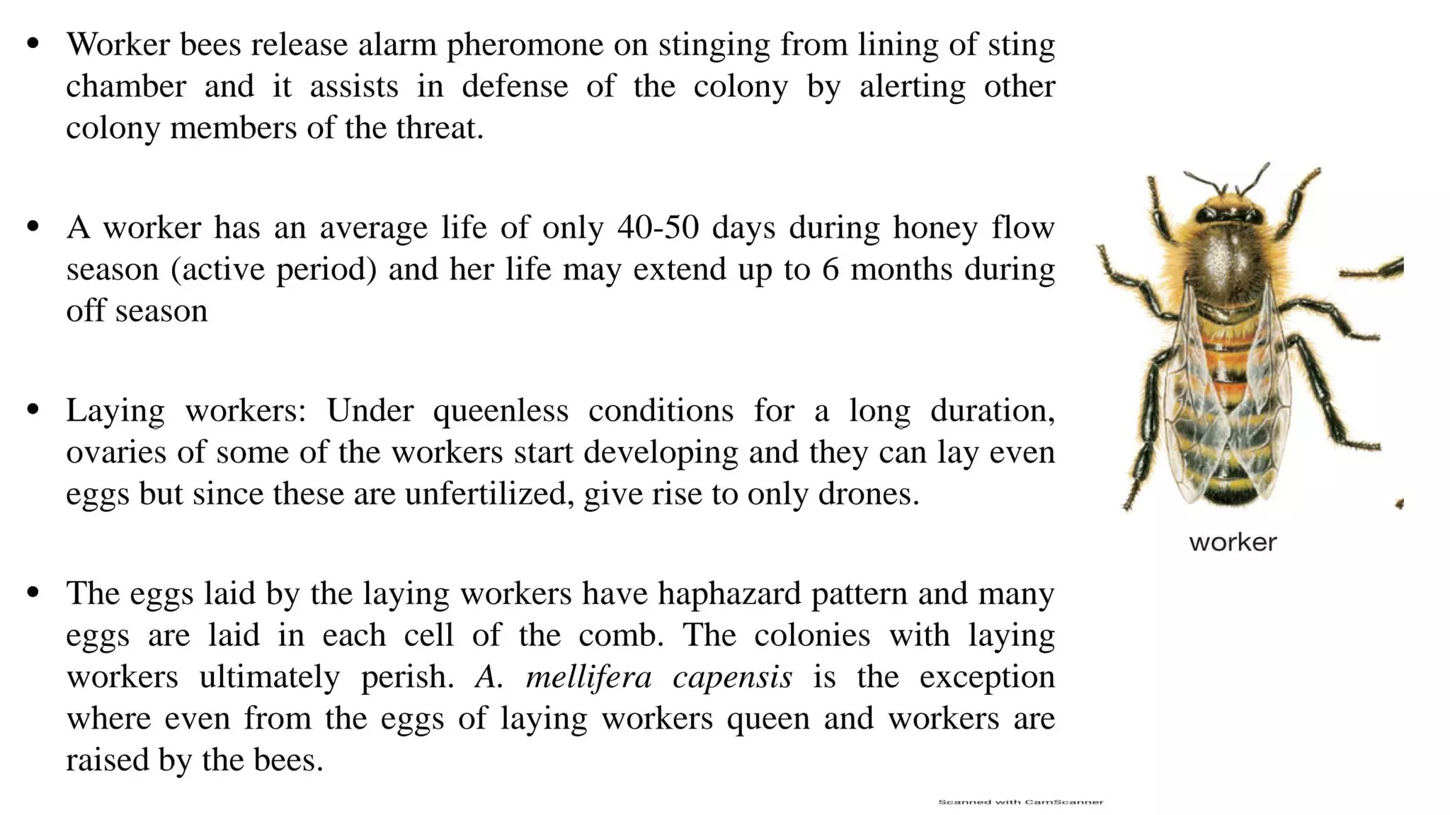 Castes of honey bee | PDF