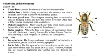 Castes of honey bee | PDF