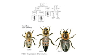 Castes of honey bee | PDF