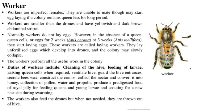 Castes of honey bee | PDF