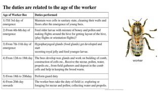 Castes of honey bee | PDF