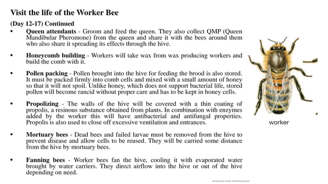 Castes of honey bee | PDF