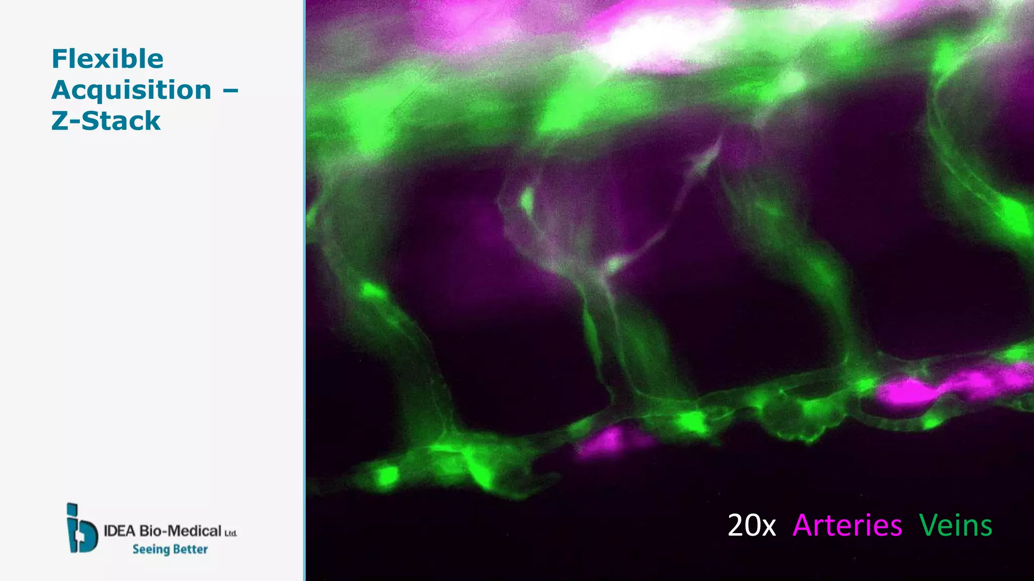 Casting a Wider Net in Zebrafish Screening with Automated Microscopy and Image Analysis | PPTX