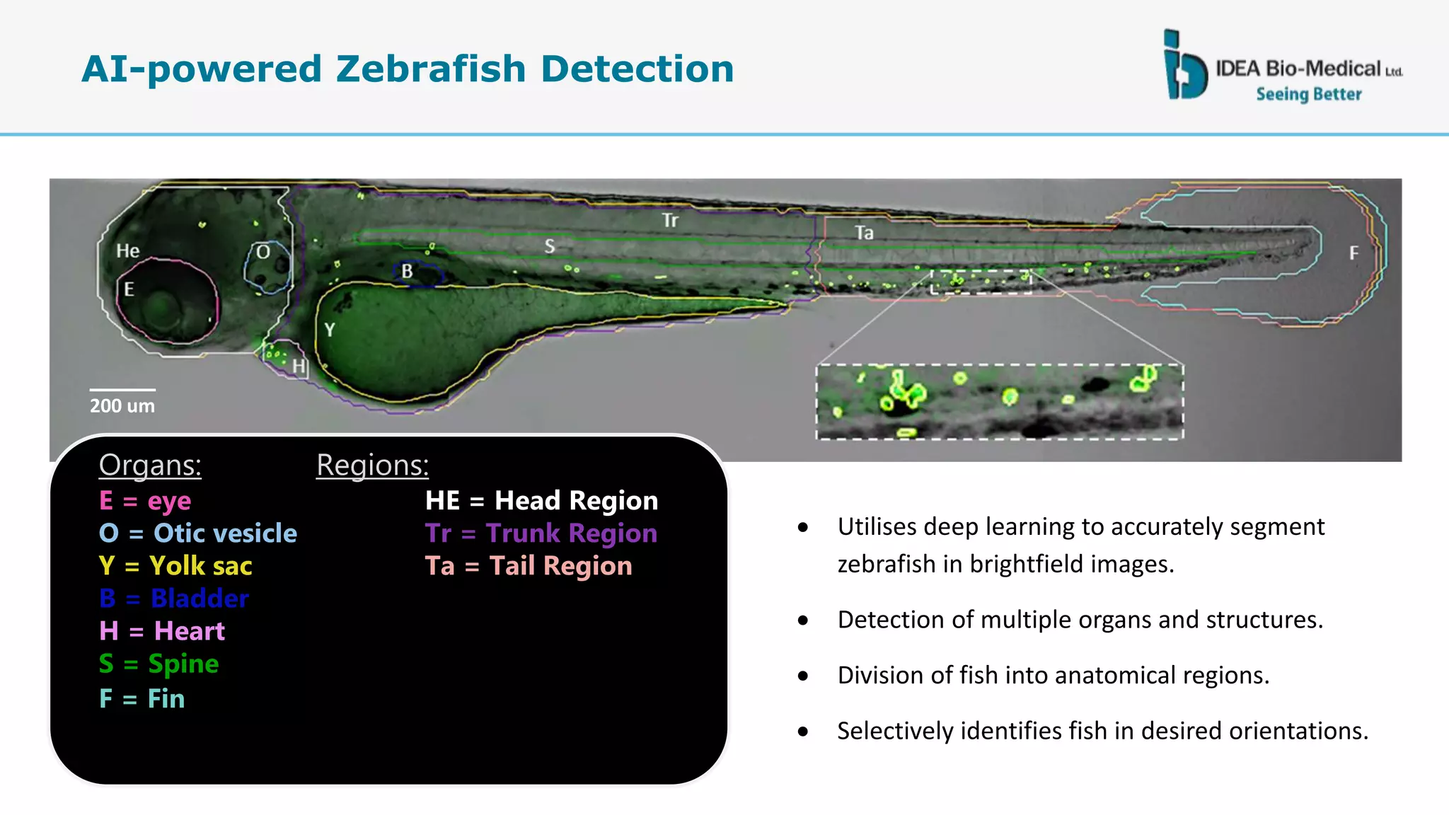 Casting a Wider Net in Zebrafish Screening with Automated Microscopy and Image Analysis | PPTX