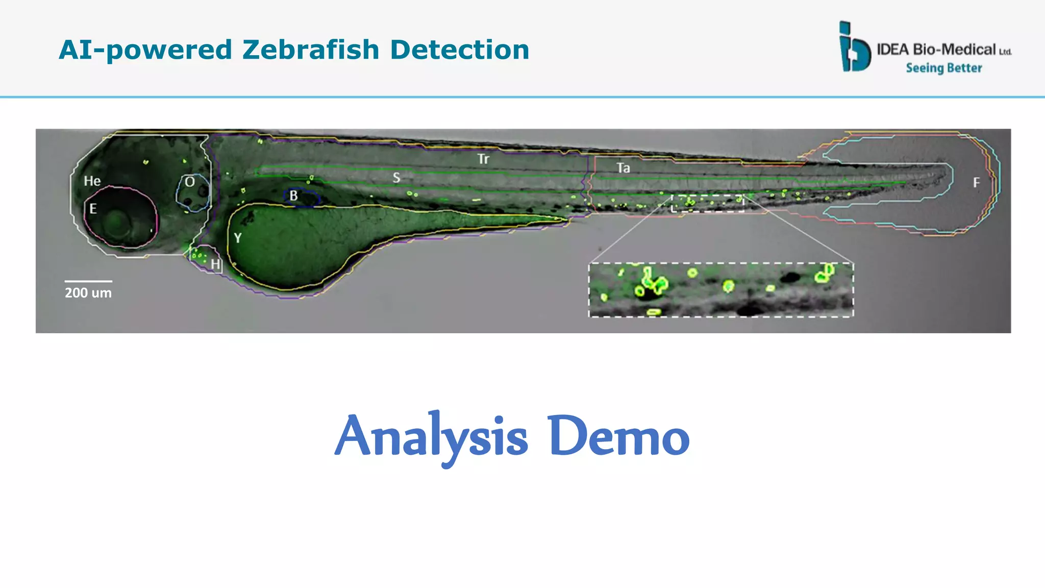 Casting a Wider Net in Zebrafish Screening with Automated Microscopy and Image Analysis | PPTX