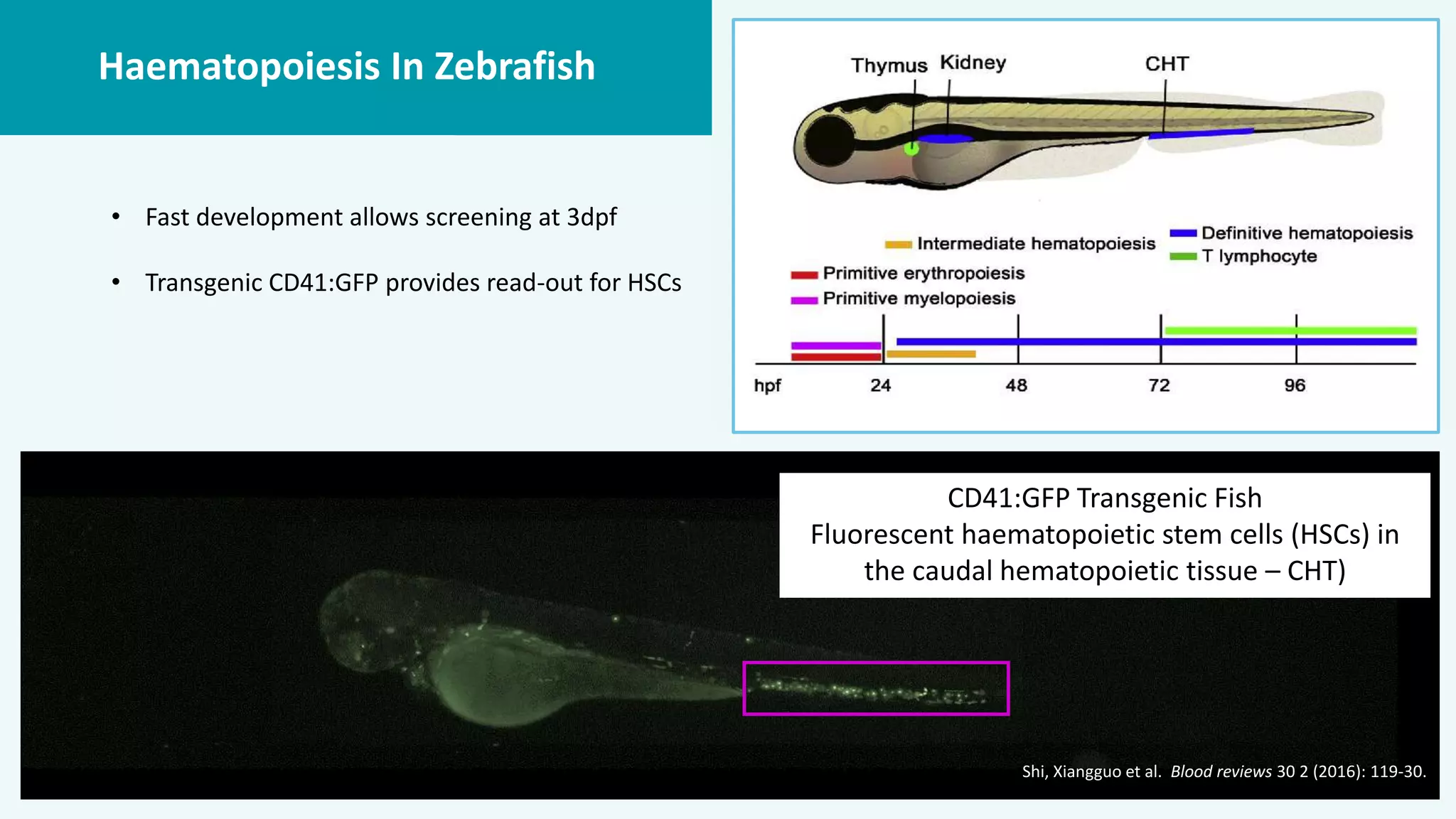 Casting a Wider Net in Zebrafish Screening with Automated Microscopy and Image Analysis | PPTX