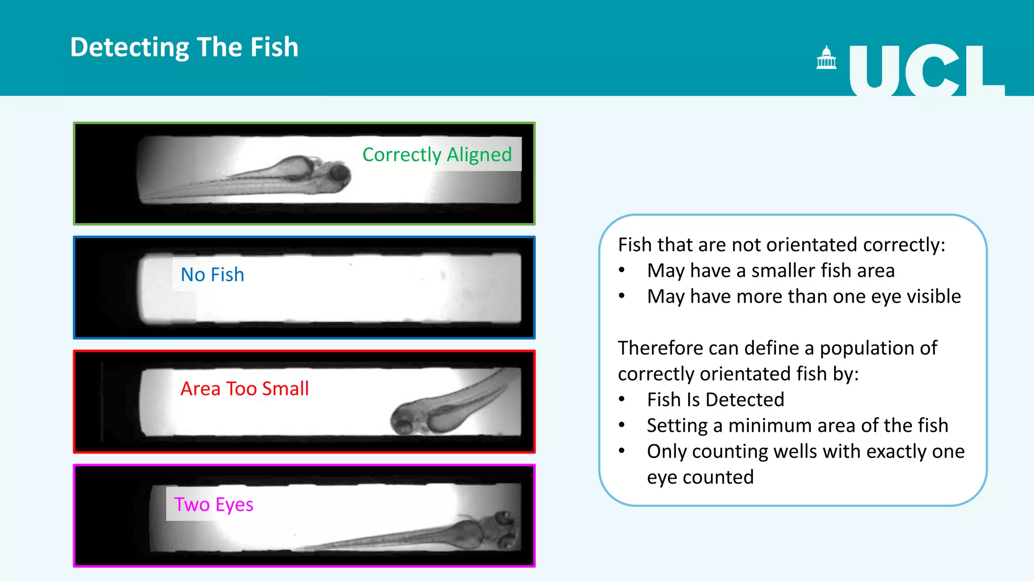 Casting a Wider Net in Zebrafish Screening with Automated Microscopy and Image Analysis | PPTX