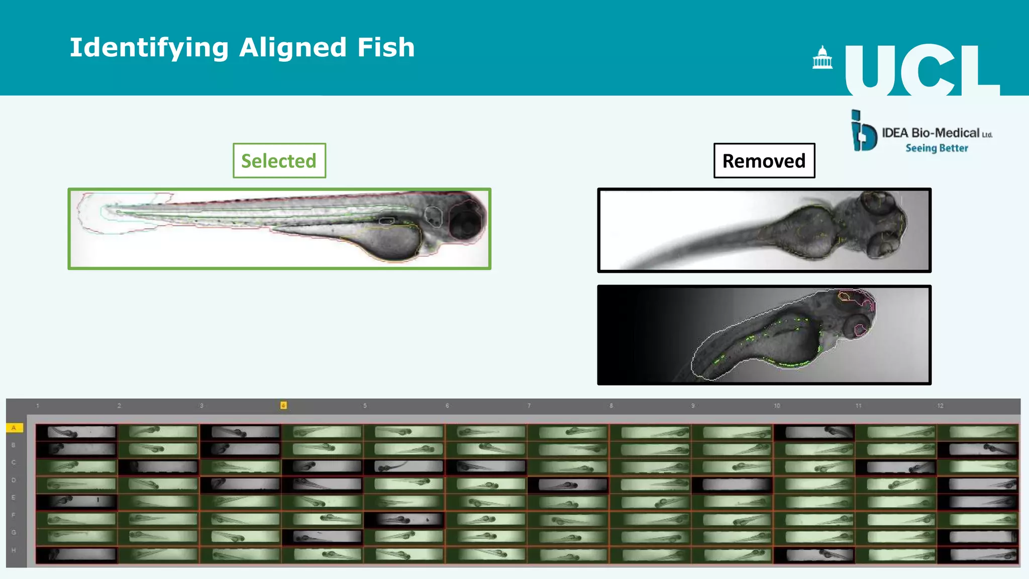 Casting a Wider Net in Zebrafish Screening with Automated Microscopy and Image Analysis | PPTX