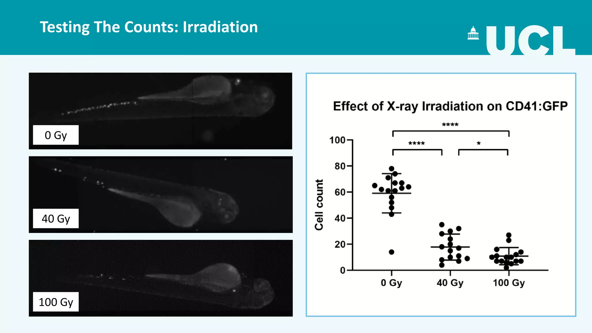 Casting a Wider Net in Zebrafish Screening with Automated Microscopy and Image Analysis | PPTX