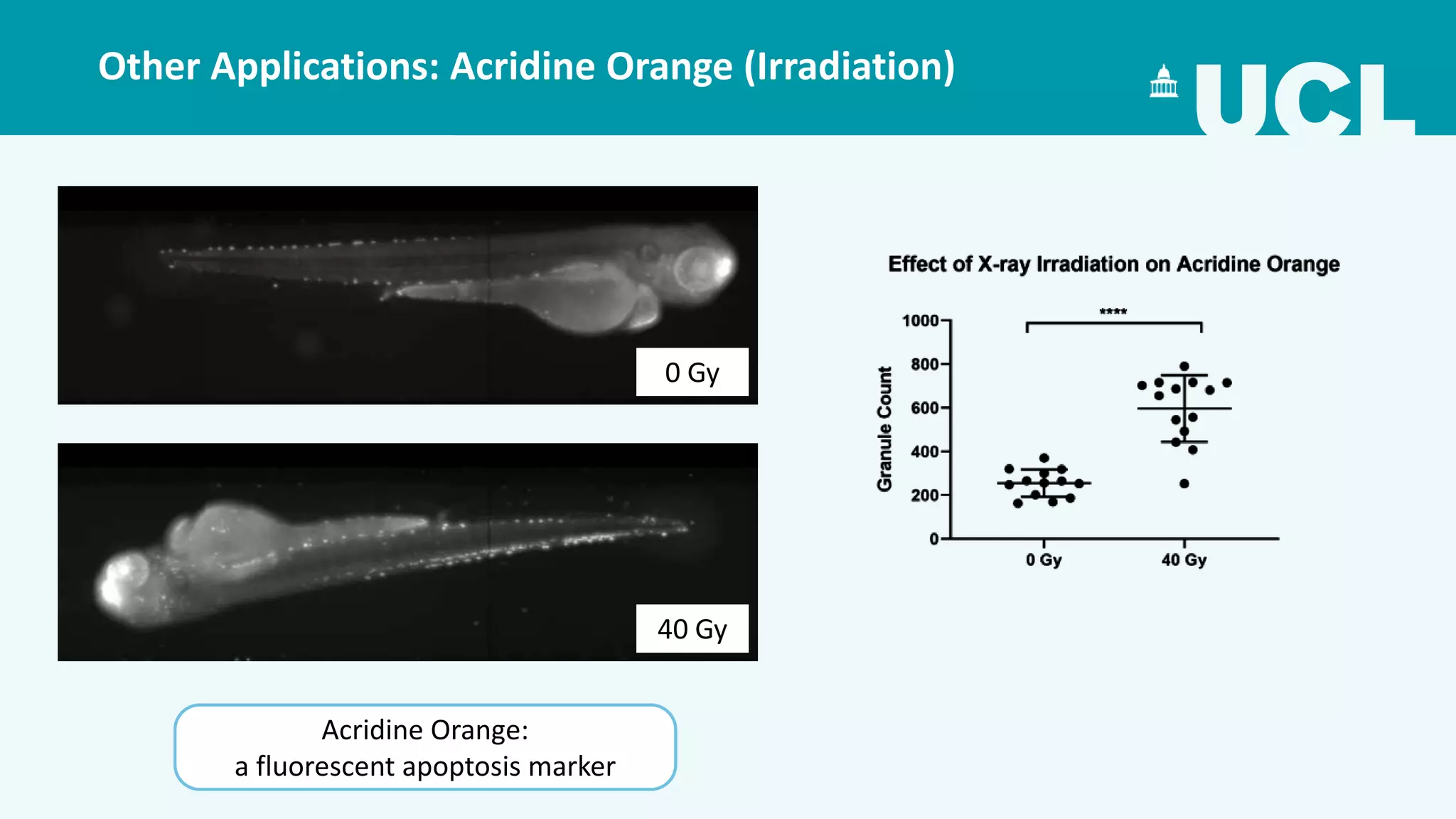 Casting a Wider Net in Zebrafish Screening with Automated Microscopy and Image Analysis | PPTX