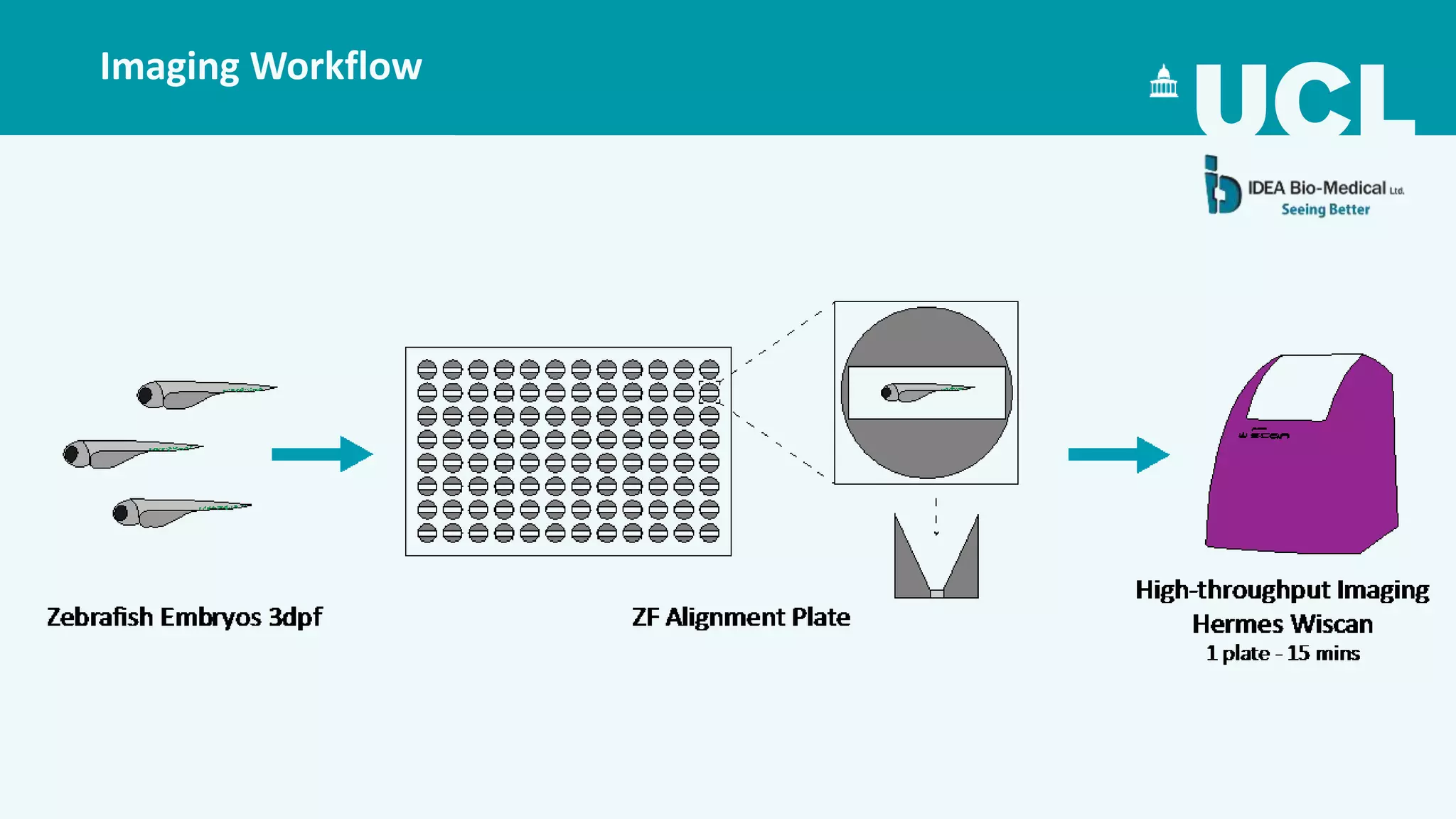 Casting a Wider Net in Zebrafish Screening with Automated Microscopy and Image Analysis | PPTX