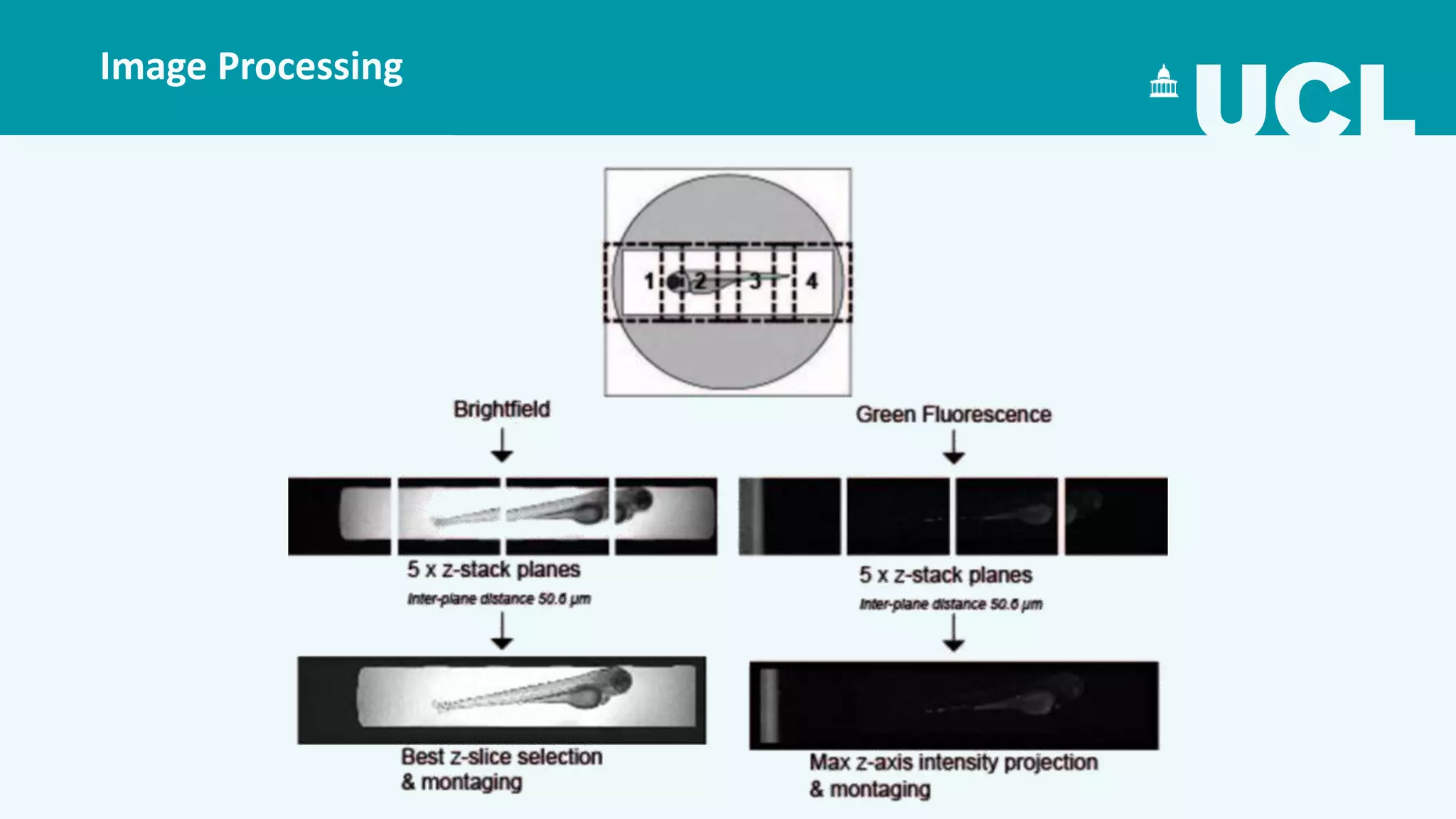 Casting a Wider Net in Zebrafish Screening with Automated Microscopy and Image Analysis | PPTX