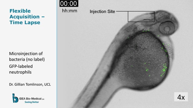 Casting a Wider Net in Zebrafish Screening with Automated Microscopy and Image Analysis | PPTX