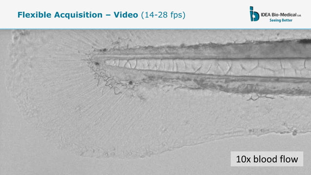Casting a Wider Net in Zebrafish Screening with Automated Microscopy and Image Analysis | PPTX