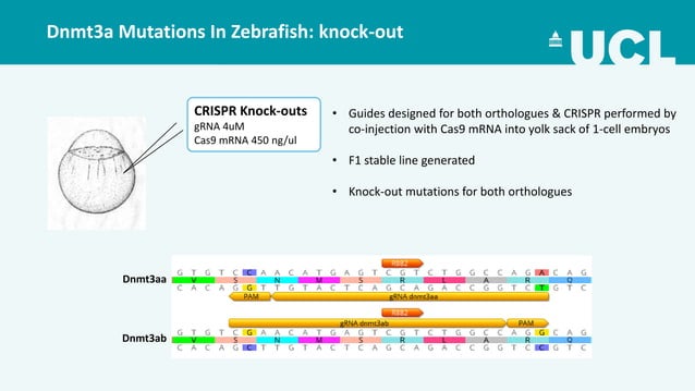 Casting a Wider Net in Zebrafish Screening with Automated Microscopy and Image Analysis | PPTX