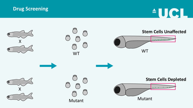 Casting a Wider Net in Zebrafish Screening with Automated Microscopy and Image Analysis | PPTX