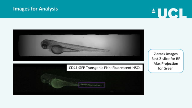 Casting a Wider Net in Zebrafish Screening with Automated Microscopy and Image Analysis | PPTX