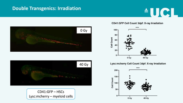 Casting a Wider Net in Zebrafish Screening with Automated Microscopy and Image Analysis | PPTX