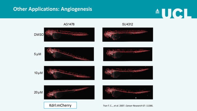 Casting a Wider Net in Zebrafish Screening with Automated Microscopy and Image Analysis | PPTX
