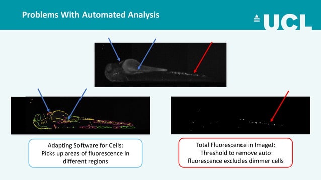 Casting a Wider Net in Zebrafish Screening with Automated Microscopy and Image Analysis | PPTX