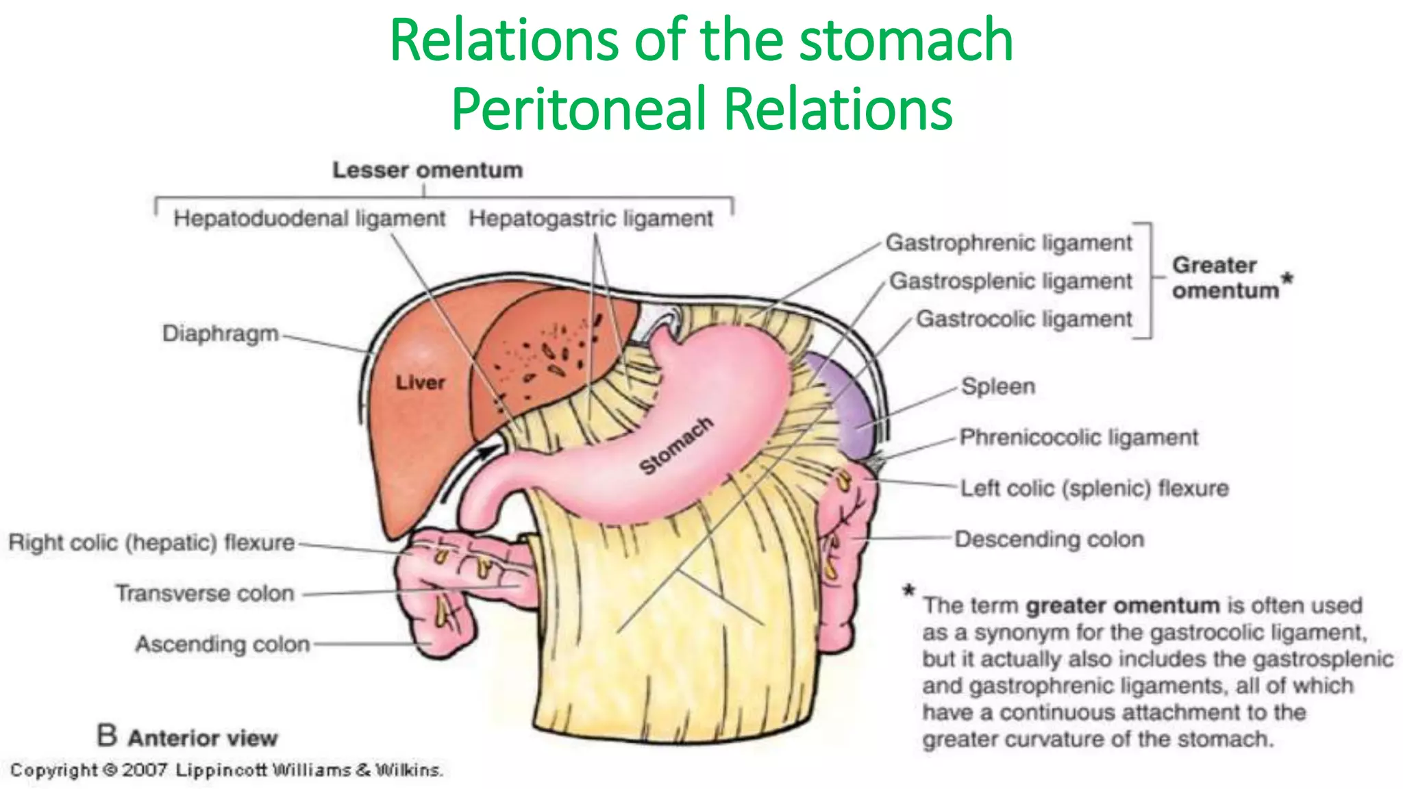 Ca stomach | PPTX | Digestive Disorders | Diseases and Conditions