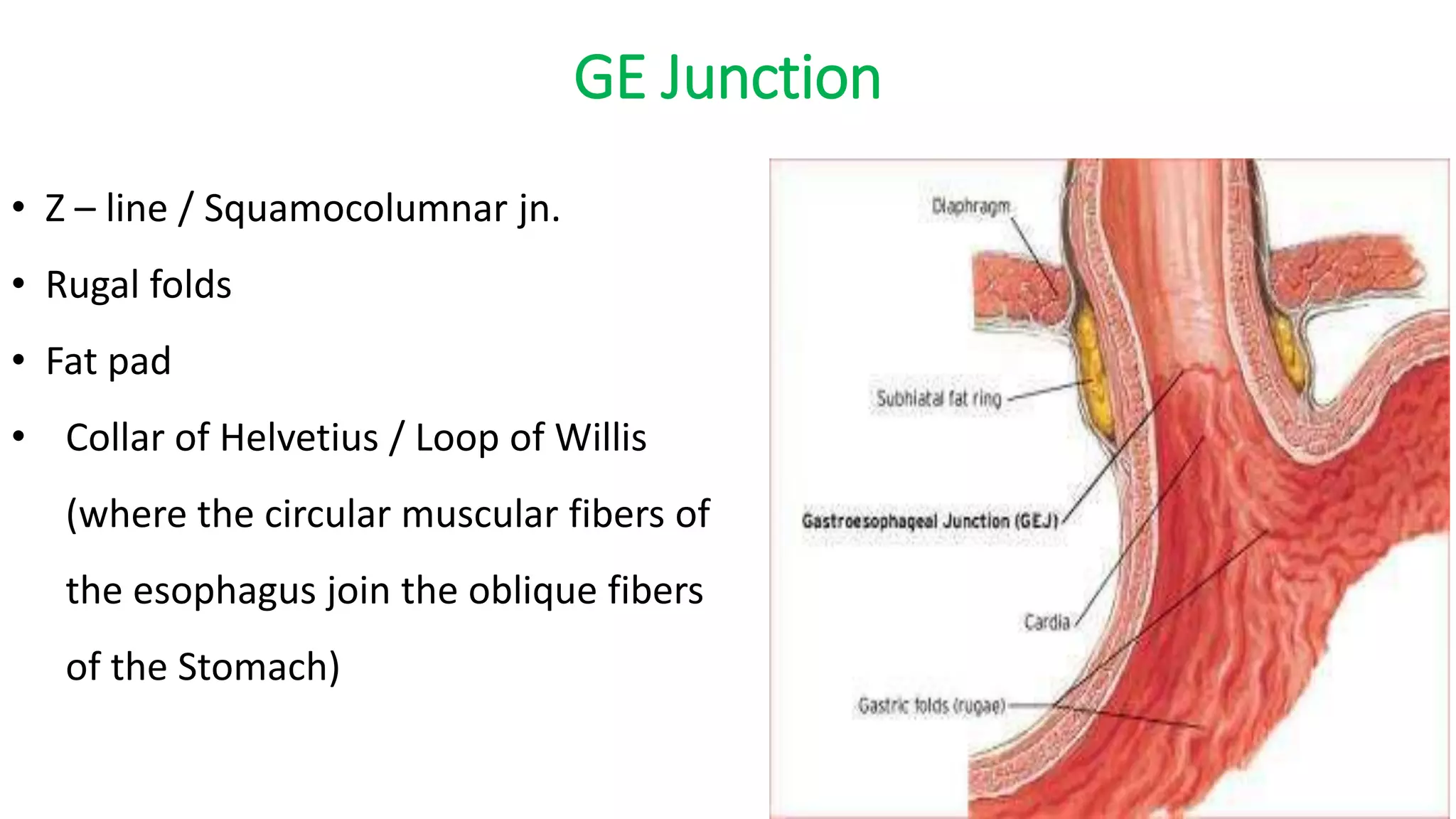 Ca stomach | PPTX | Digestive Disorders | Diseases and Conditions