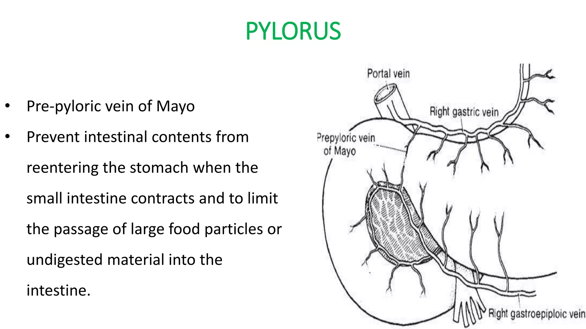 Ca stomach | PPTX | Digestive Disorders | Diseases and Conditions