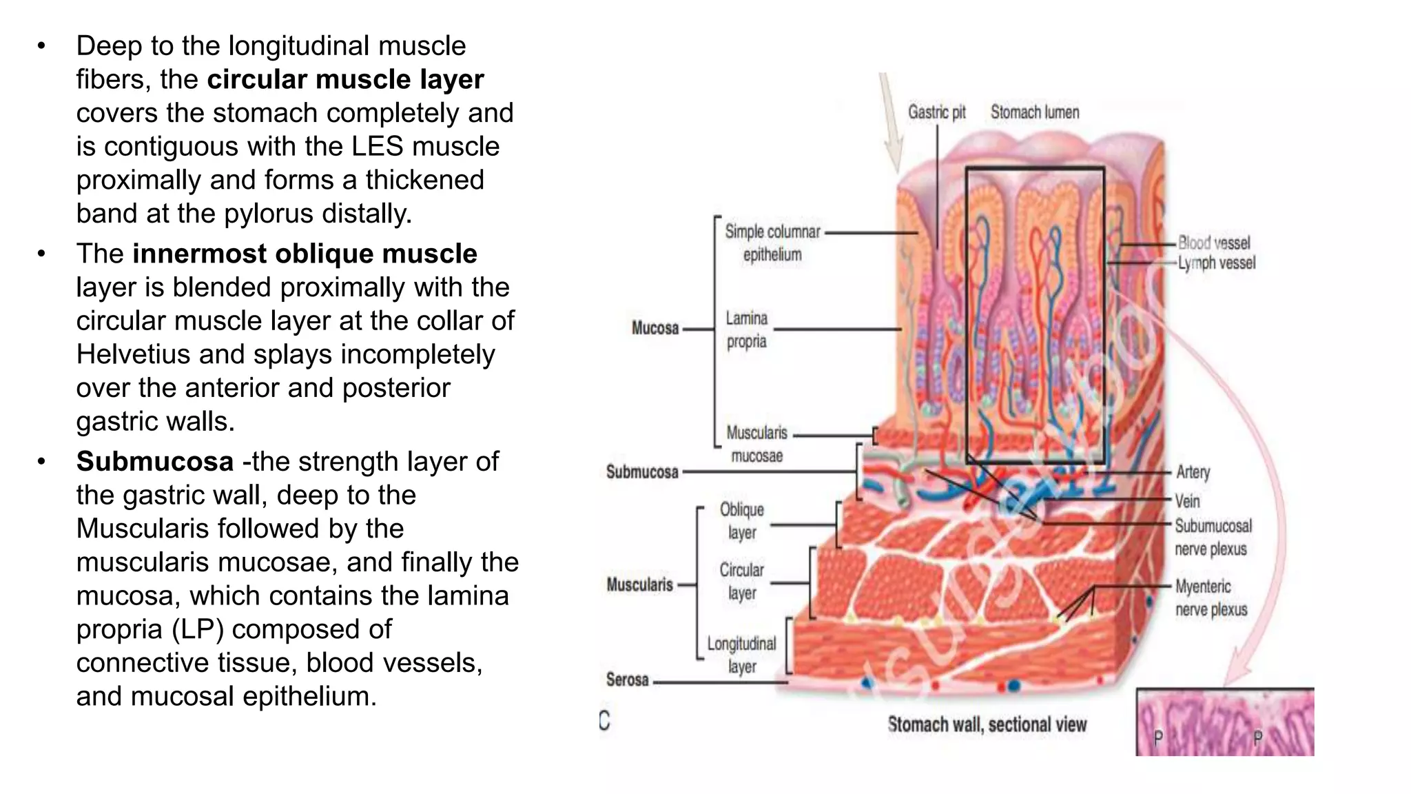 Ca stomach | PPTX