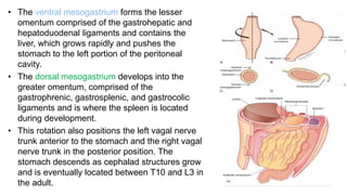 Ca stomach | PPTX