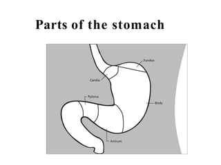 Carcinoma of stomach pathology. Ppt by | PDF
