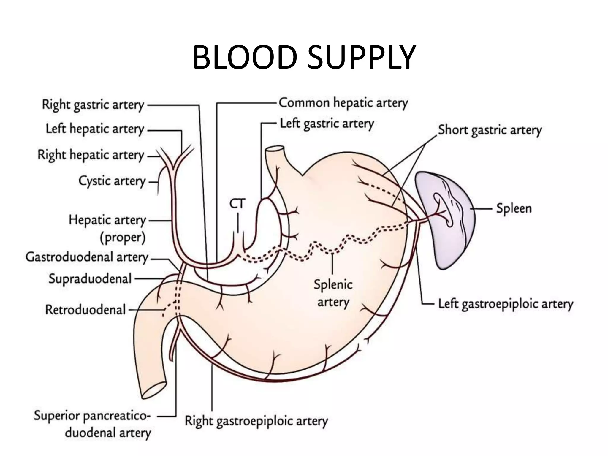 Ca stomach | PPTX