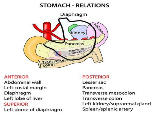 Ca stomach | PPT