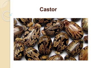 Castor | PPTX | Agriculture | Industries