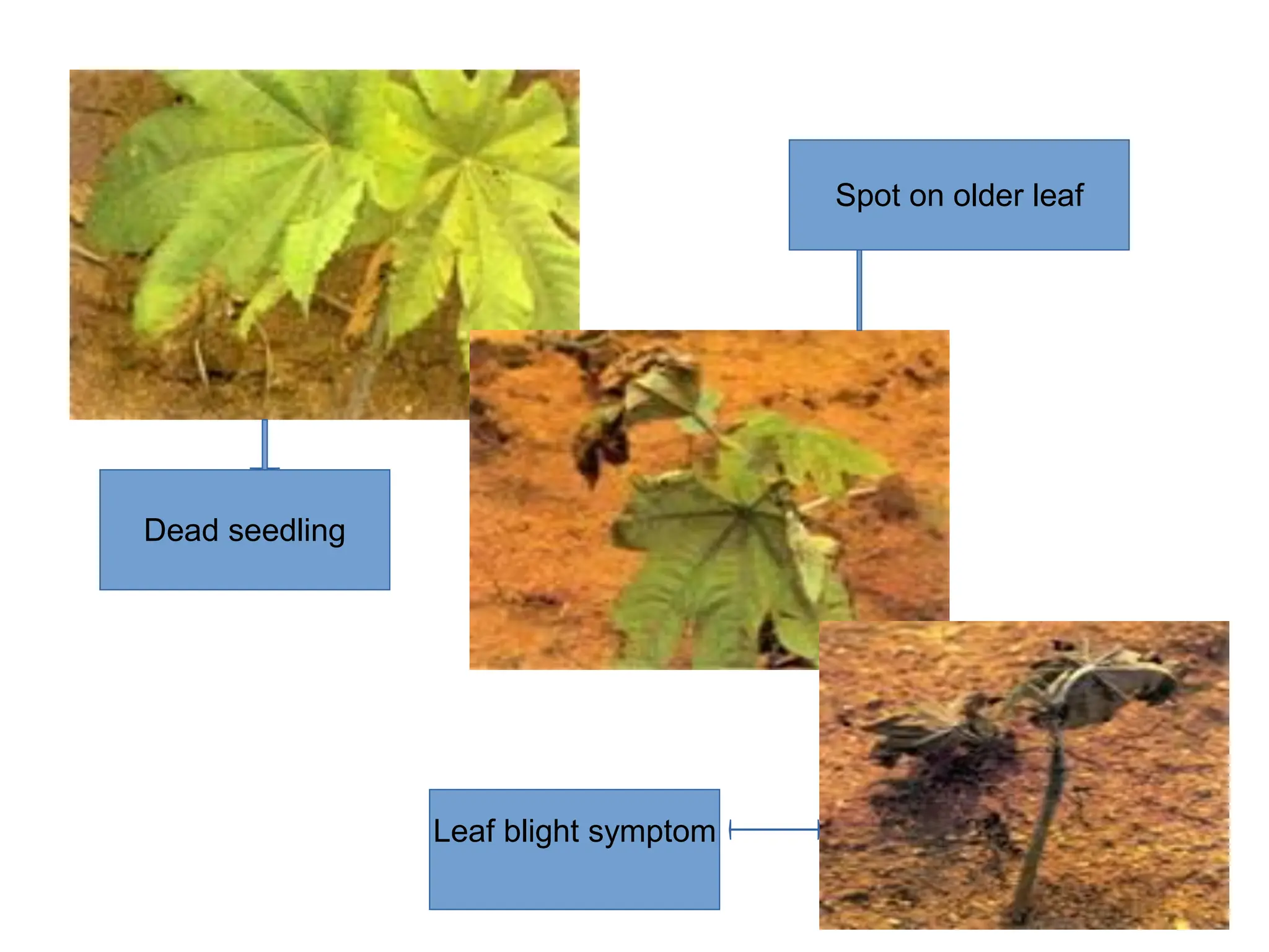 Diseases of castor and their management. | PDF